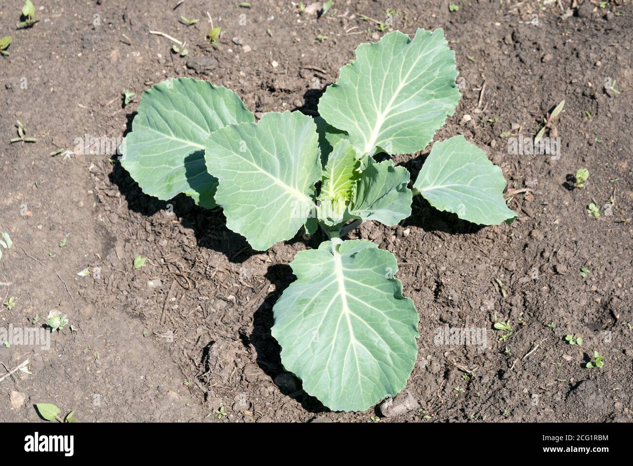 Germination and cultivation farming hi-res stock photography and images ...