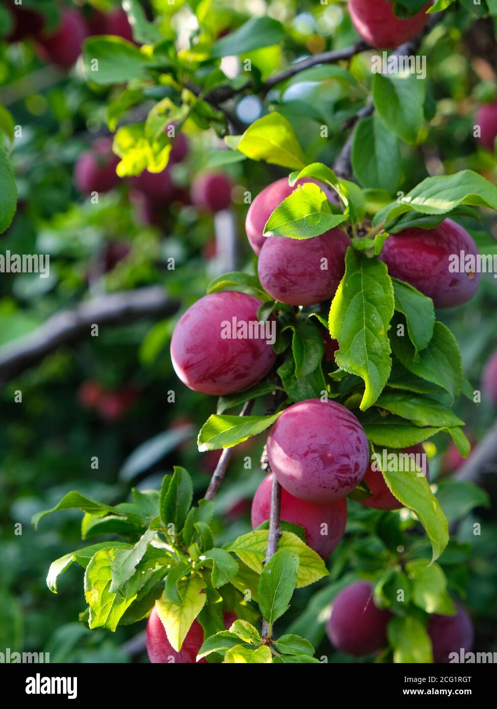Plums on a branch hi-res stock photography and images - Alamy
