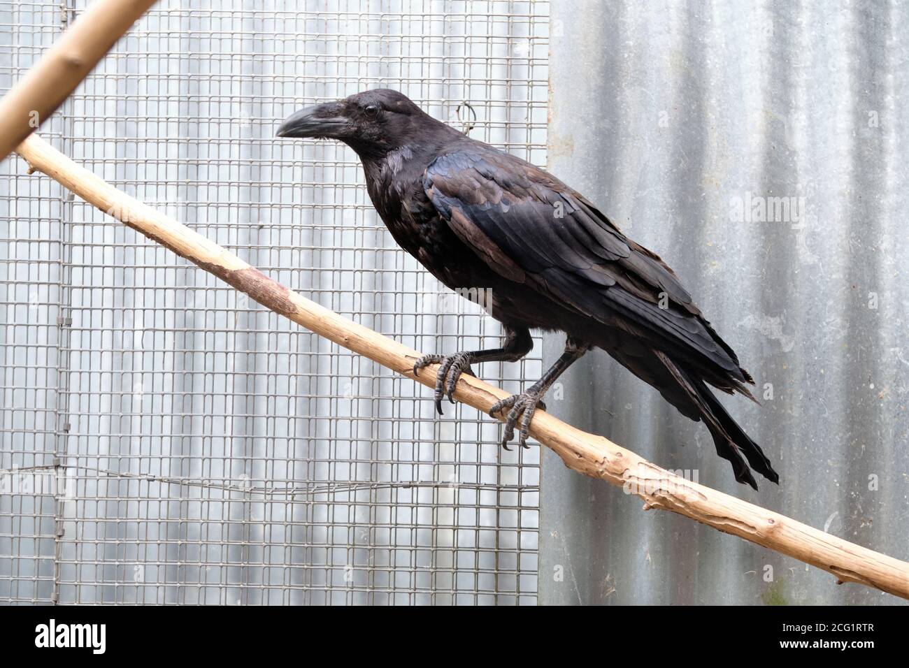 Raven landing on branch hi-res stock photography and images - Alamy