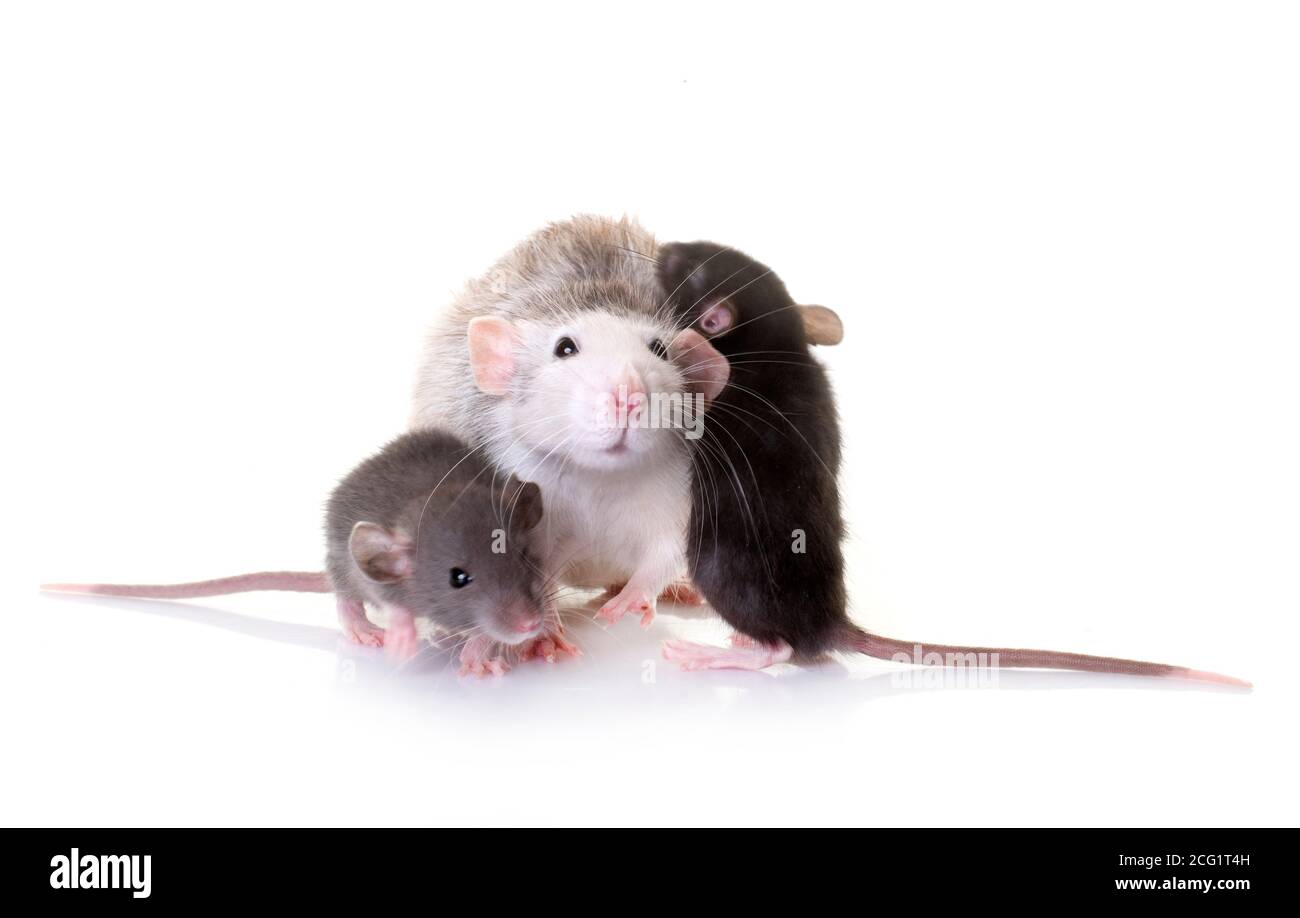 rat and mouses in front of white background Stock Photo - Alamy