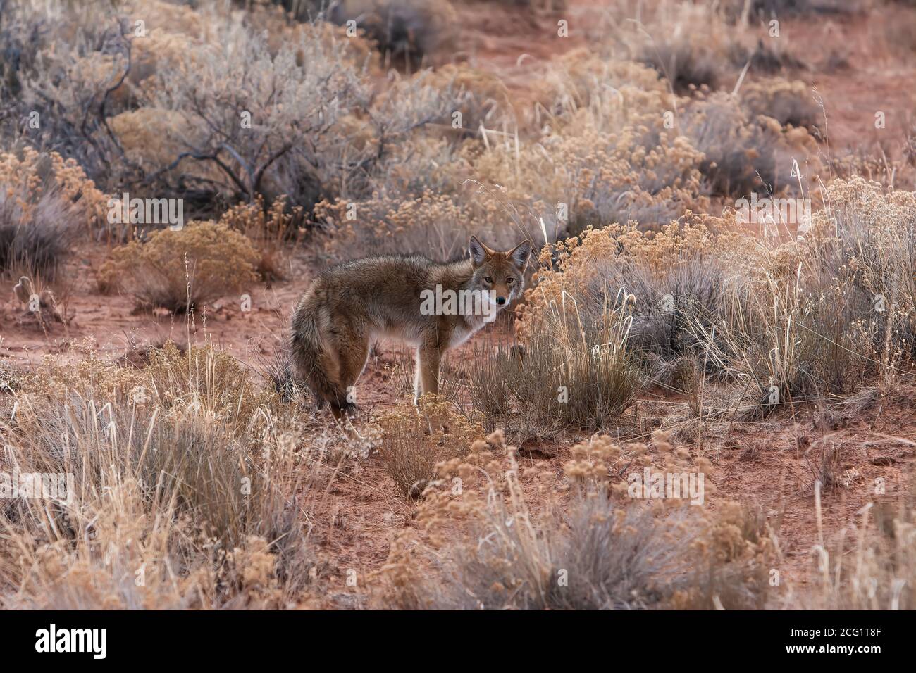 The Coyote, Canis latrans, is widespread throughout the U.S. and Canada ...