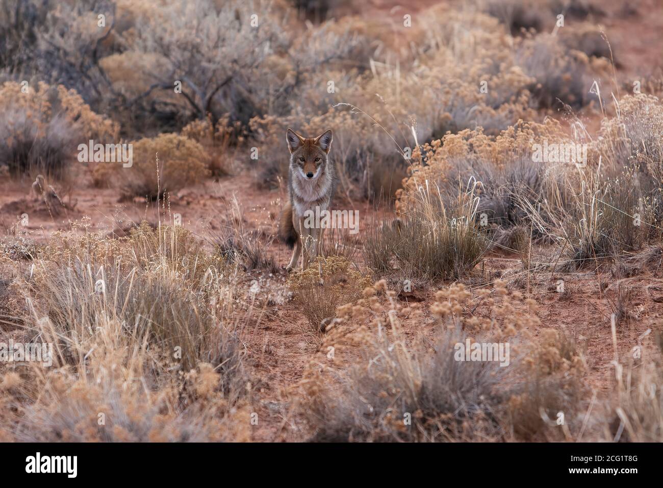 The Coyote, Canis latrans, is widespread throughout the U.S. and Canada ...