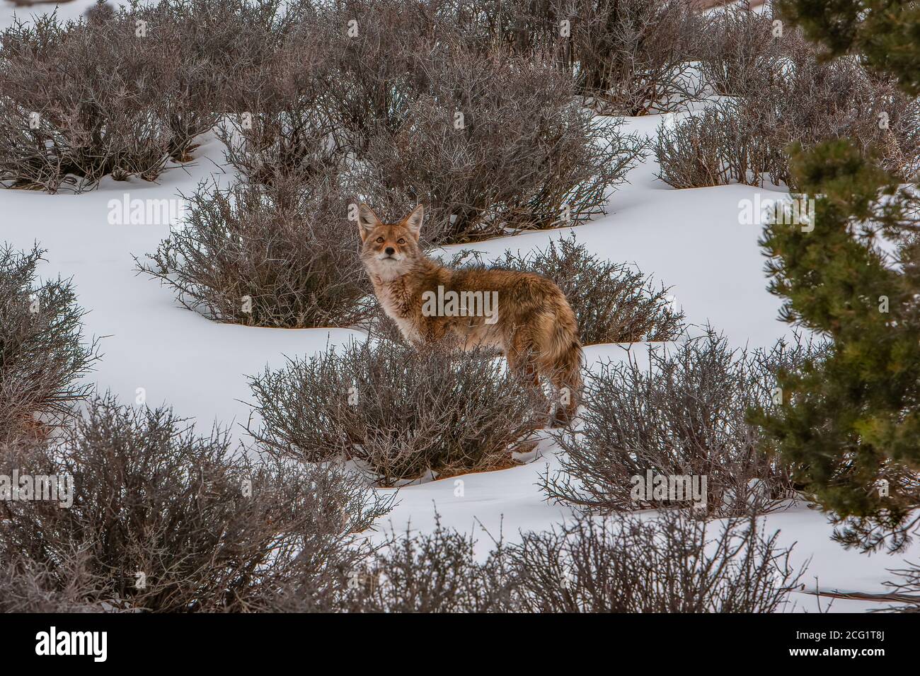 The Coyote, Canis latrans, is widespread throughout the U.S. and Canada ...
