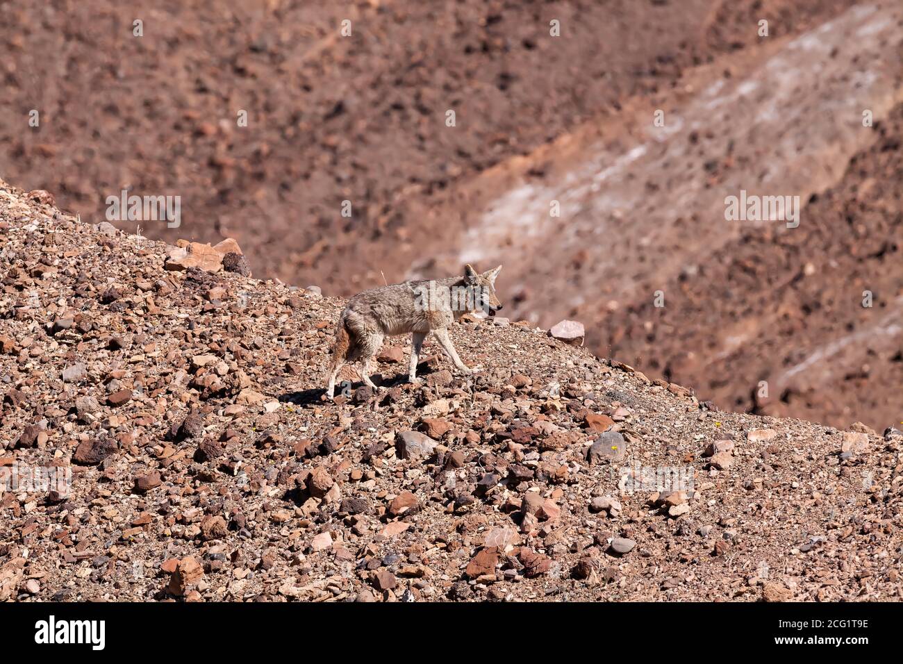 Death valley national park images hi-res stock photography and images ...