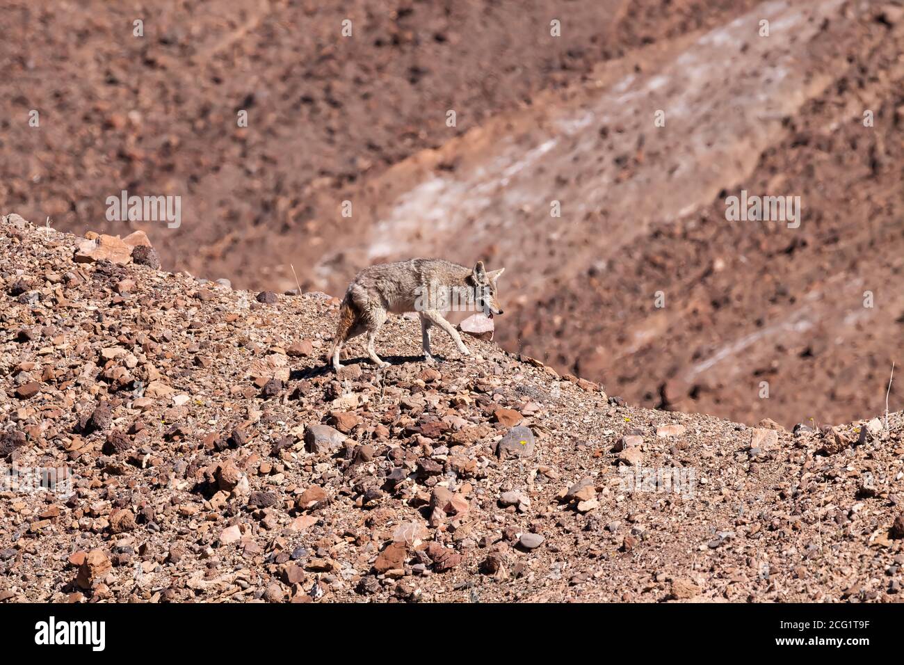 Death valley national park images hi-res stock photography and images ...