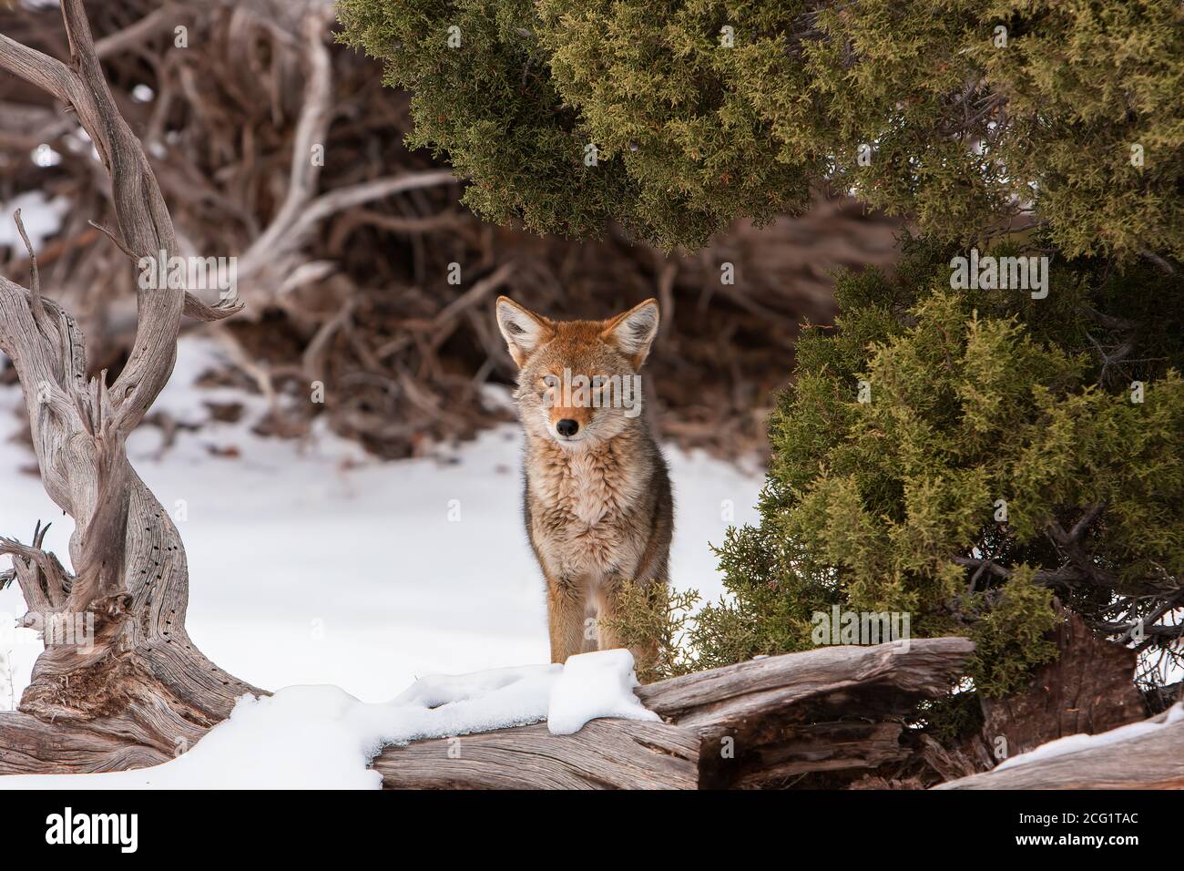 The Coyote, Canis latrans, is widespread throughout the U.S. and Canada ...