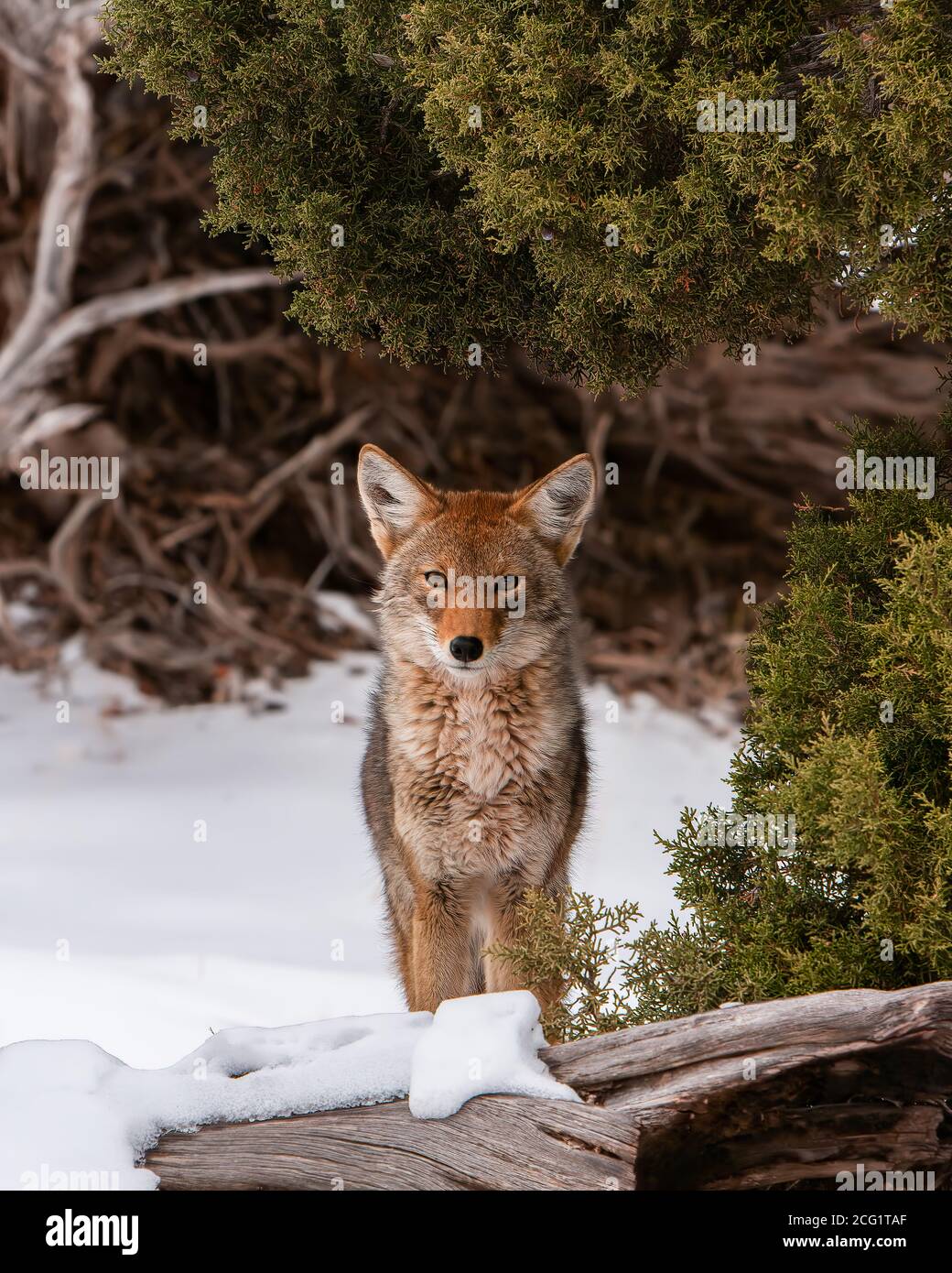 The Coyote, Canis latrans, is widespread throughout the U.S. and Canada ...