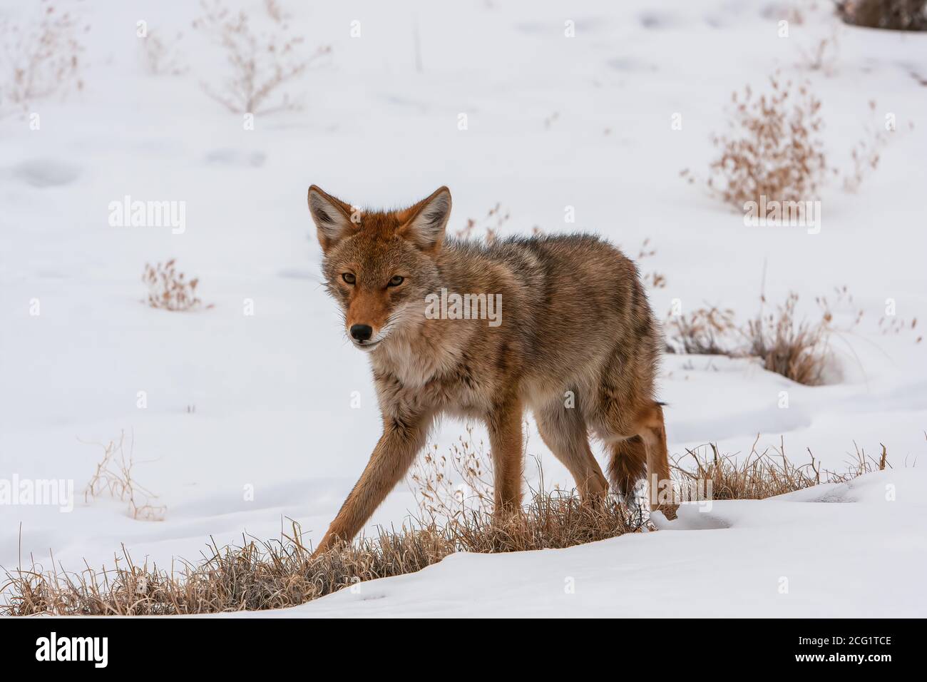 The Coyote, Canis latrans, is widespread throughout the U.S. and Canada ...