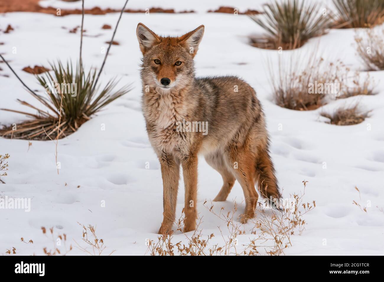 Coyote eating meat hi-res stock photography and images - Alamy