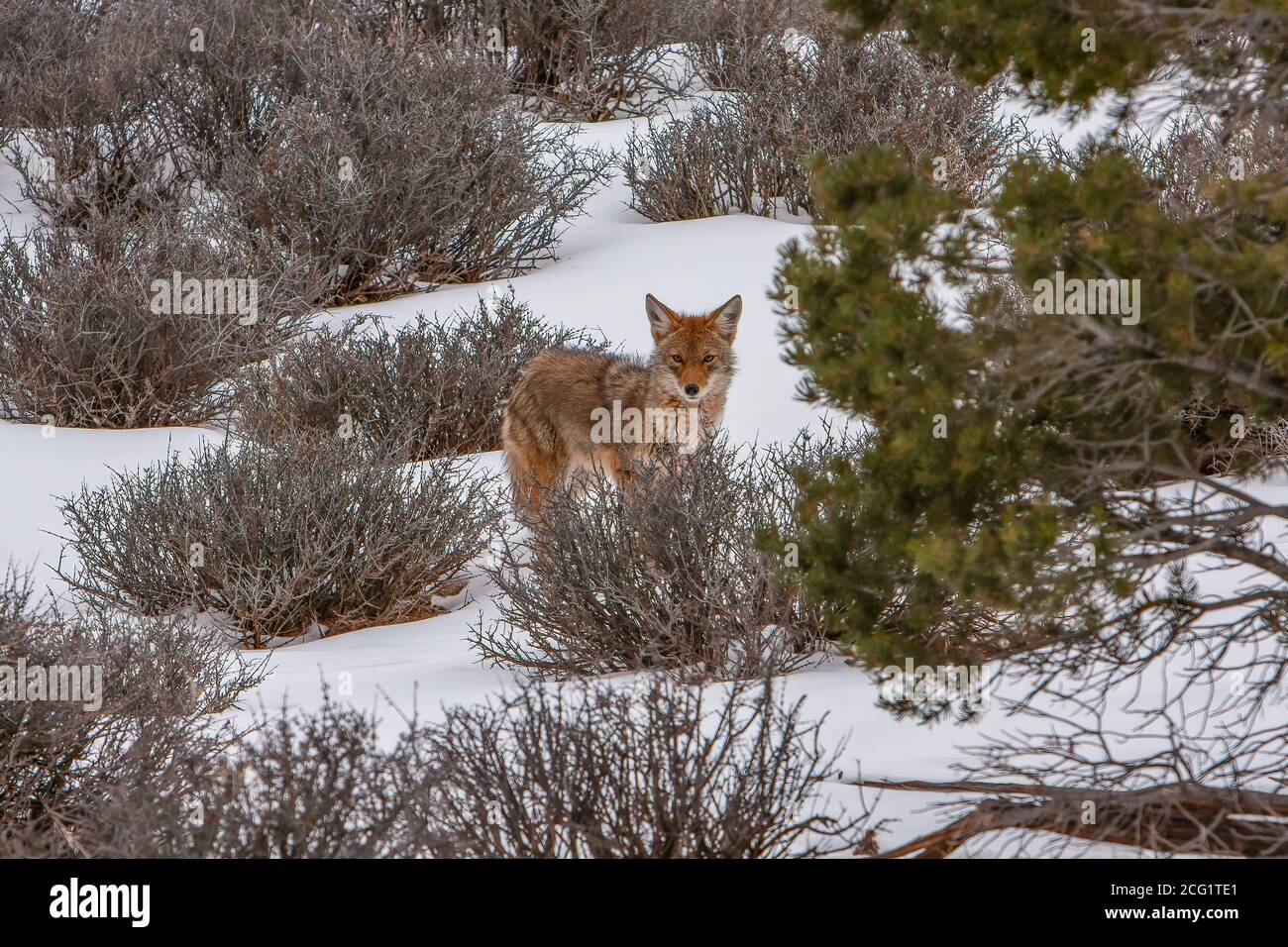 Coyote eating meat hi-res stock photography and images - Alamy