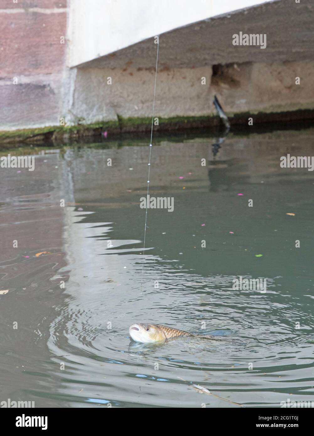 Fish on hook in water, trying to escape Stock Photo - Alamy