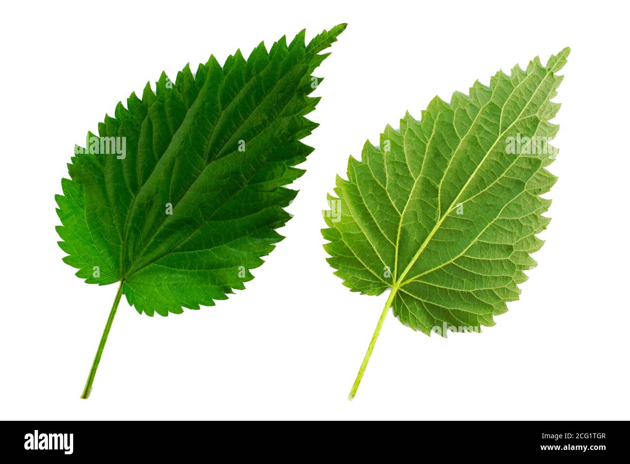 two green leaf nettle isolated on the white background, top and bottom ...