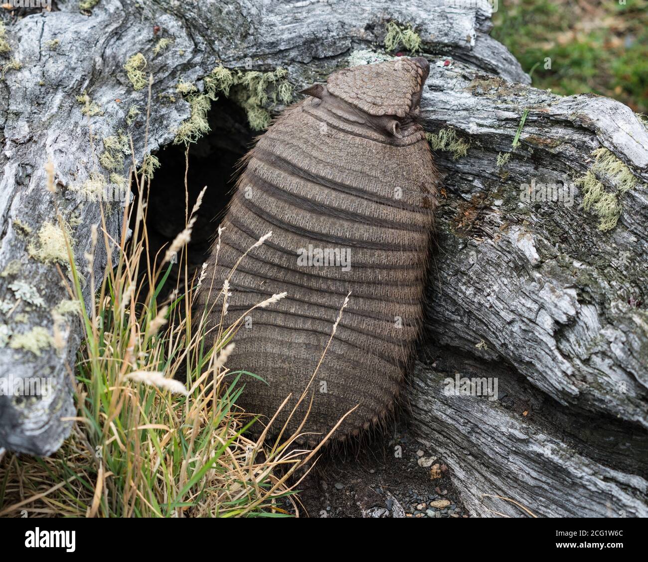 Armadillo eating insects hi-res stock photography and images - Alamy
