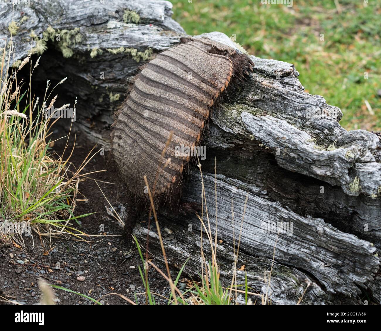 The Big Hairy Armadillo, Chaetophractus villosus, is the largest and ...