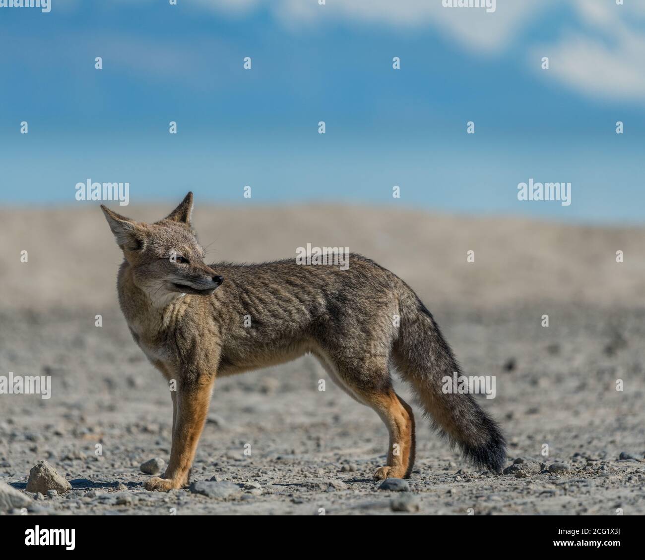 Lago zorro hi-res stock photography and images - Alamy