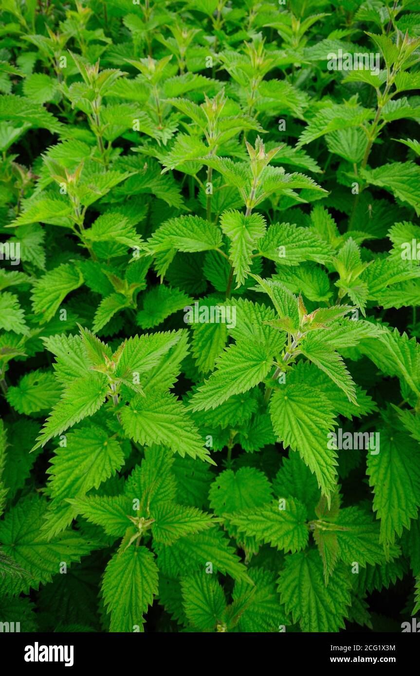 Portrait of a fresh stinging nettle patch in spring Stock Photo - Alamy