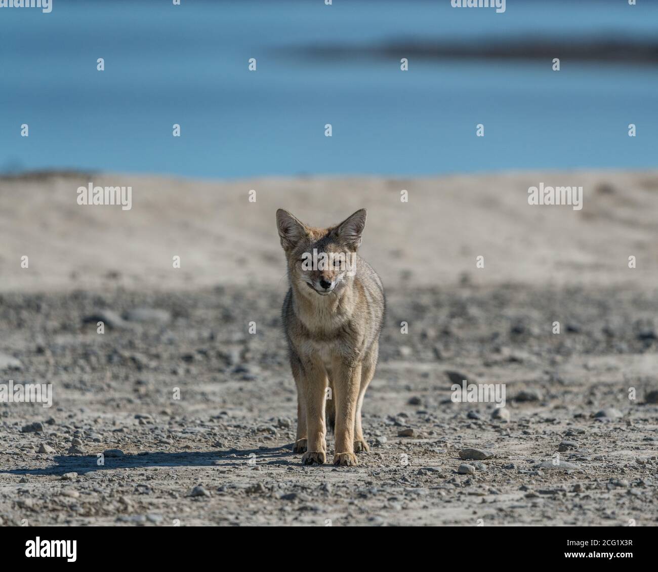 Lago zorro hi-res stock photography and images - Alamy