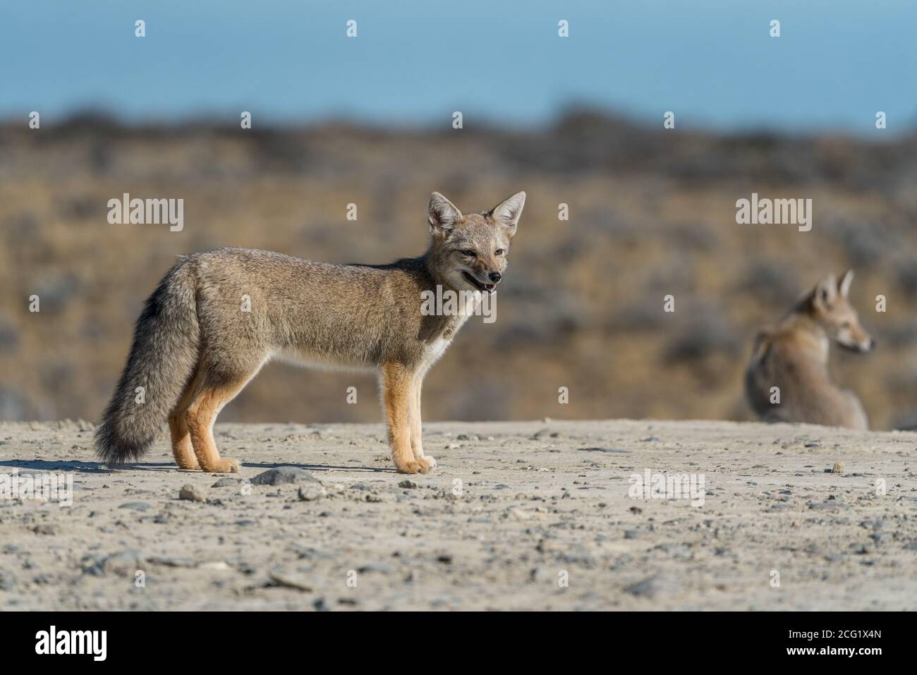Zorro images hi-res stock photography and images - Alamy