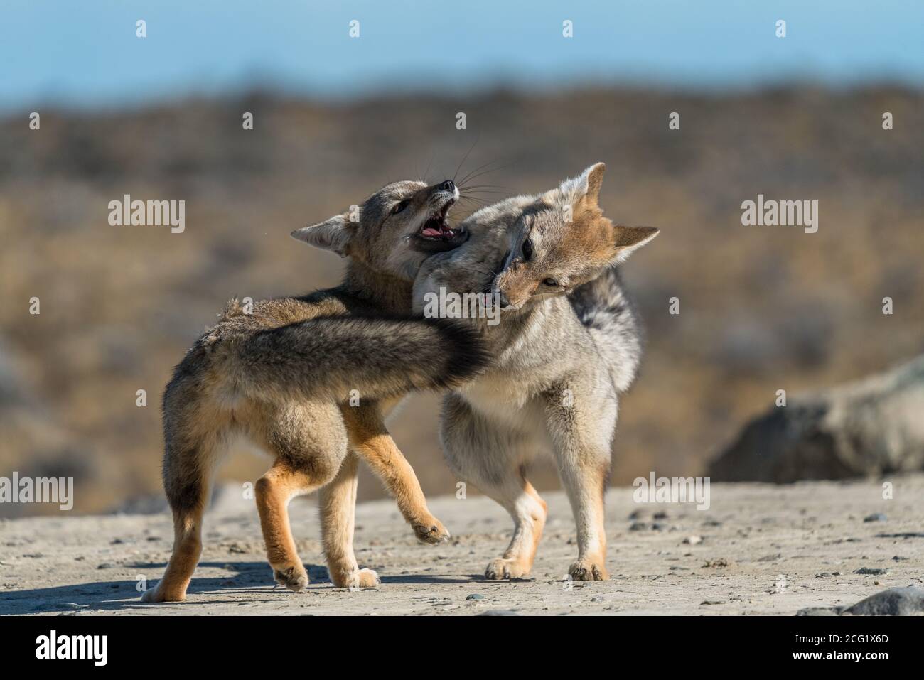 Zorro social hi-res stock photography and images - Alamy