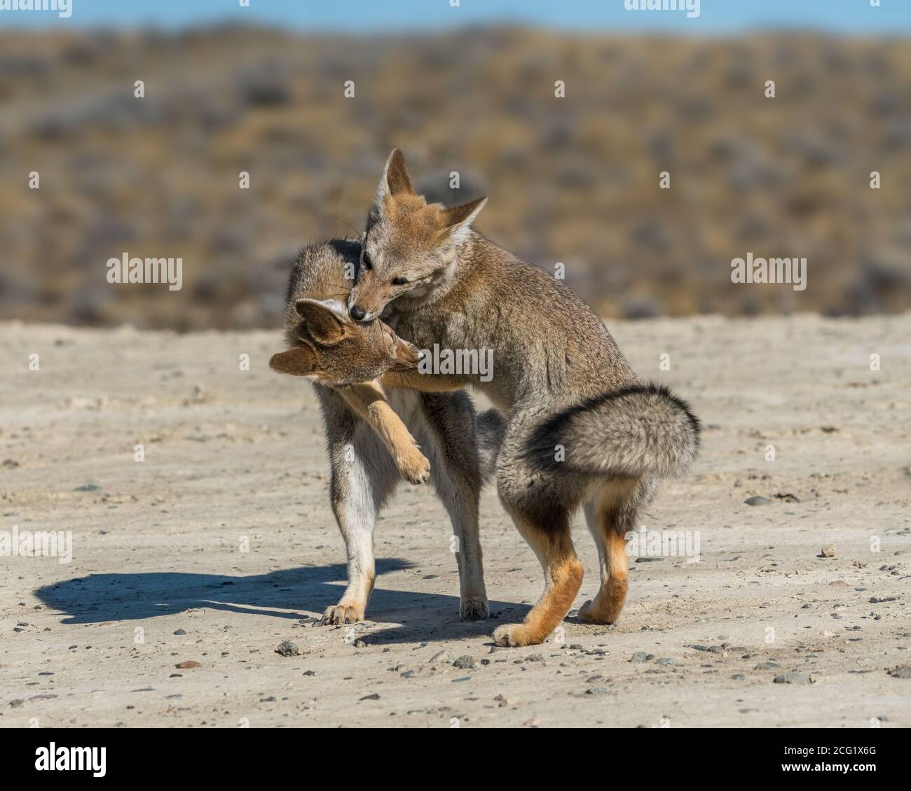 Zorro social hi-res stock photography and images - Alamy