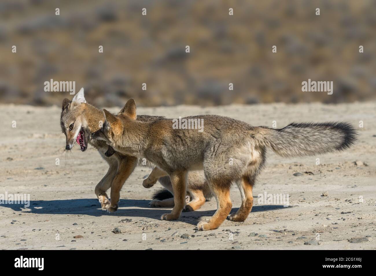 Zorro social hi-res stock photography and images - Alamy