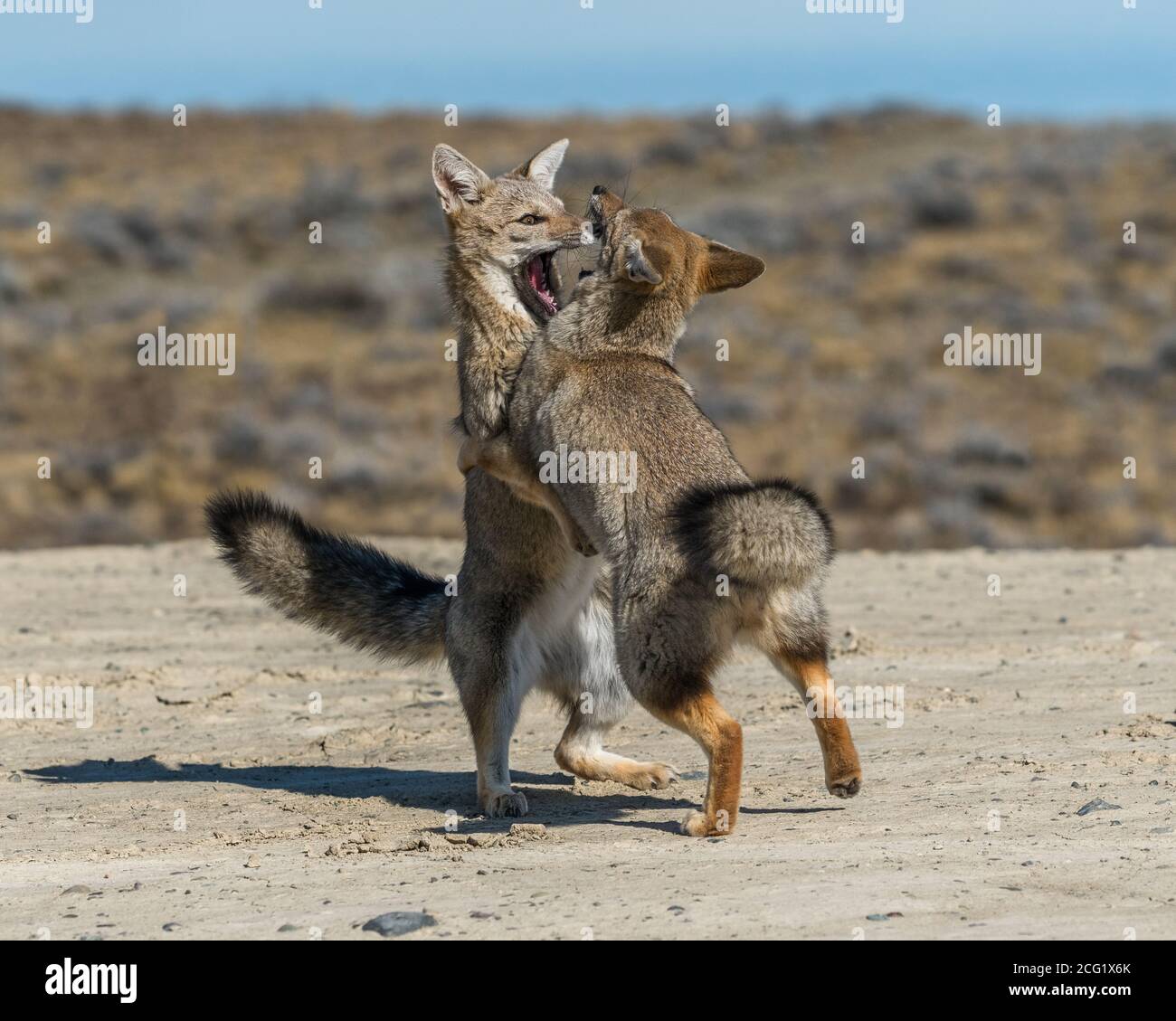 Zorro social hi-res stock photography and images - Alamy