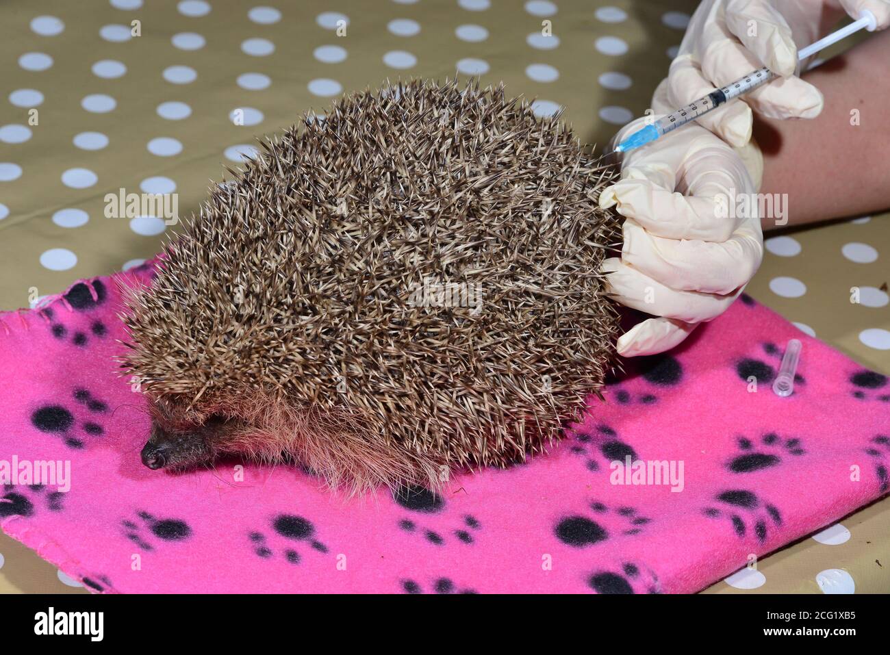Sick hedgehog hi-res stock photography and images - Alamy