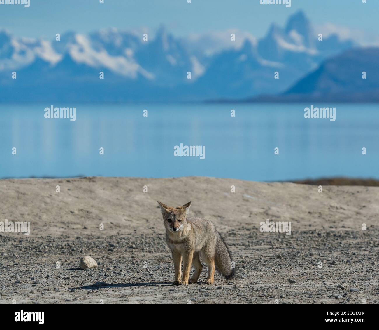 Lago zorro hi-res stock photography and images - Alamy