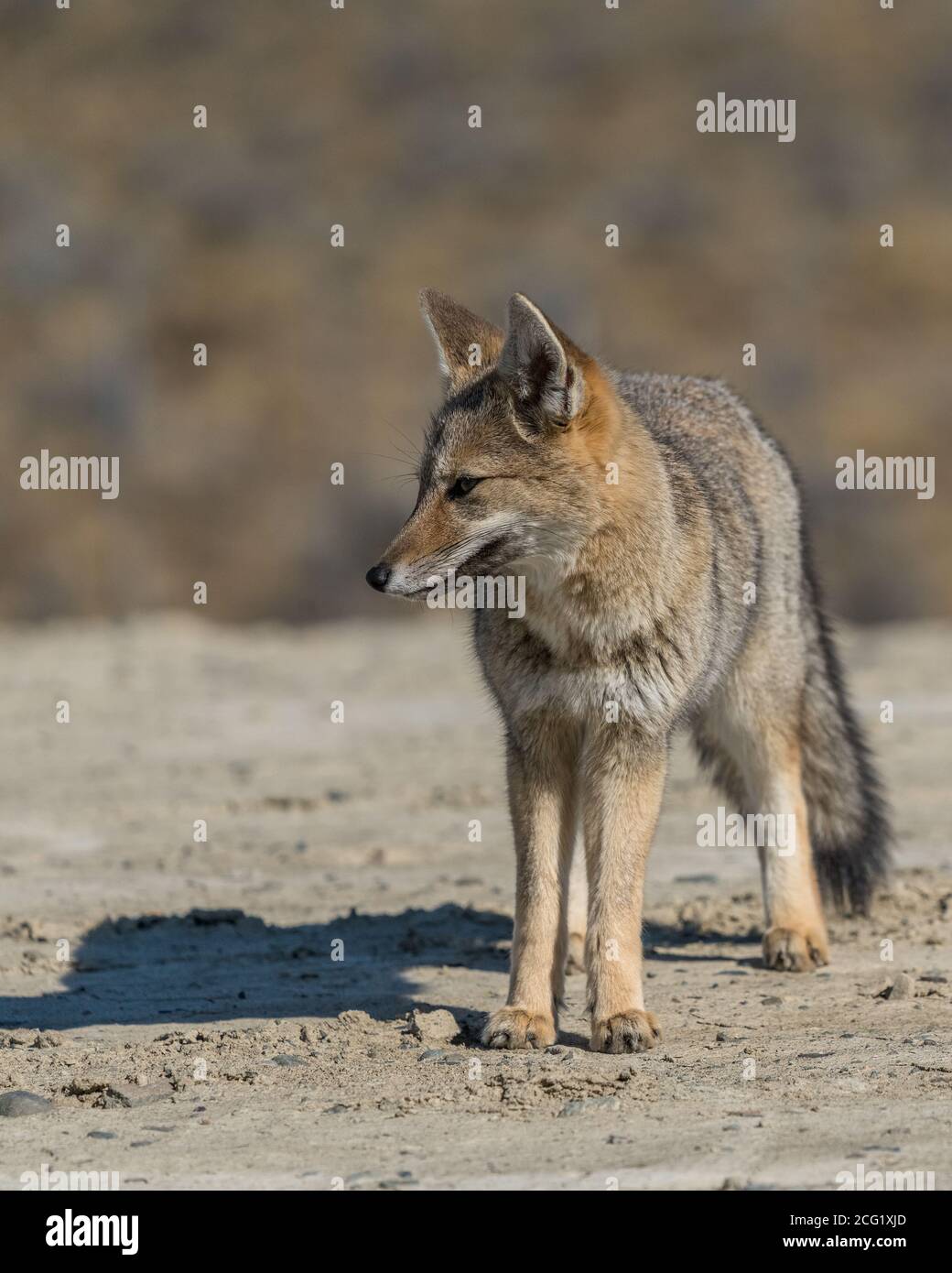 Zorro images hi-res stock photography and images - Alamy