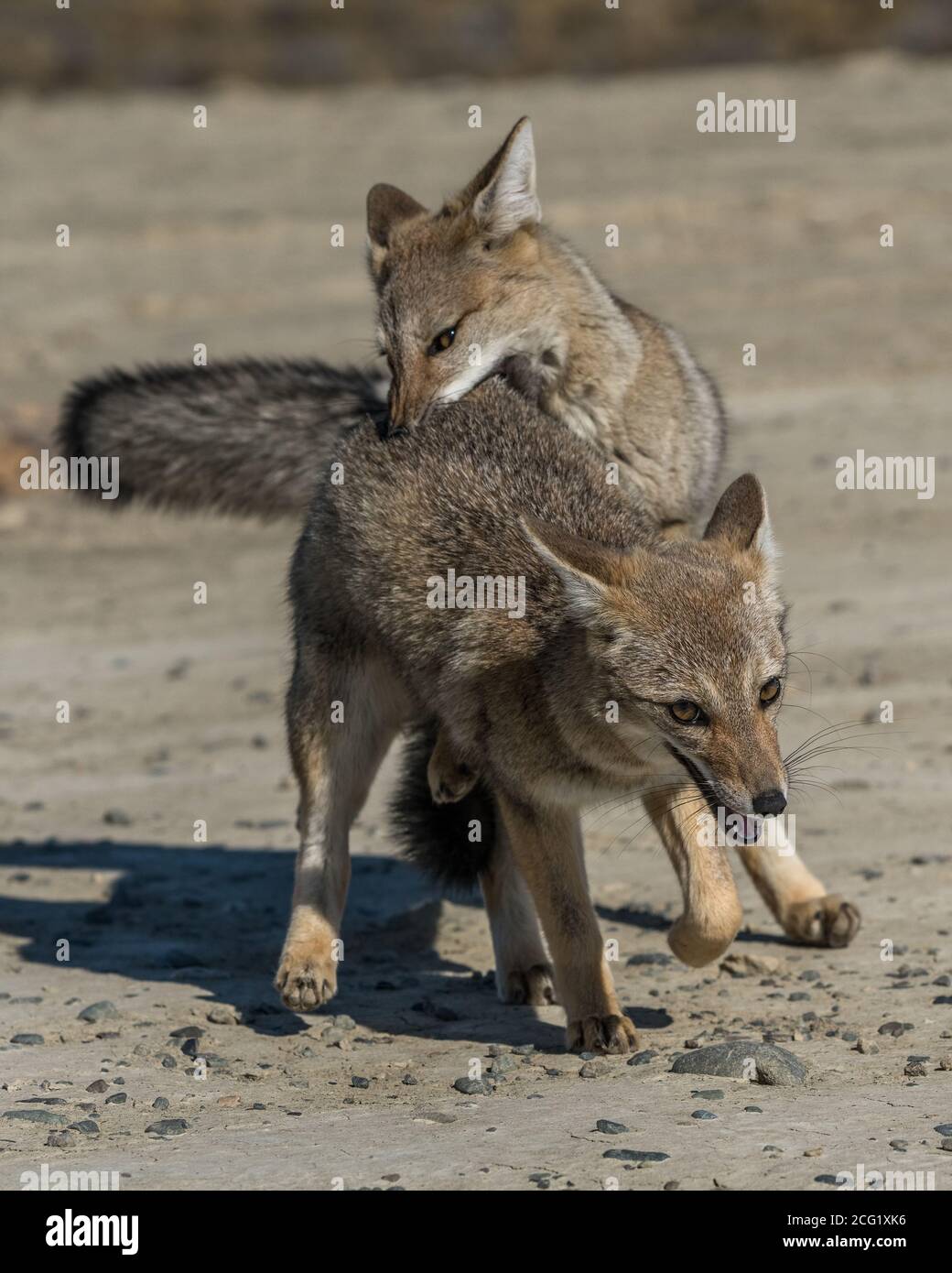 Zorro images hi-res stock photography and images - Alamy
