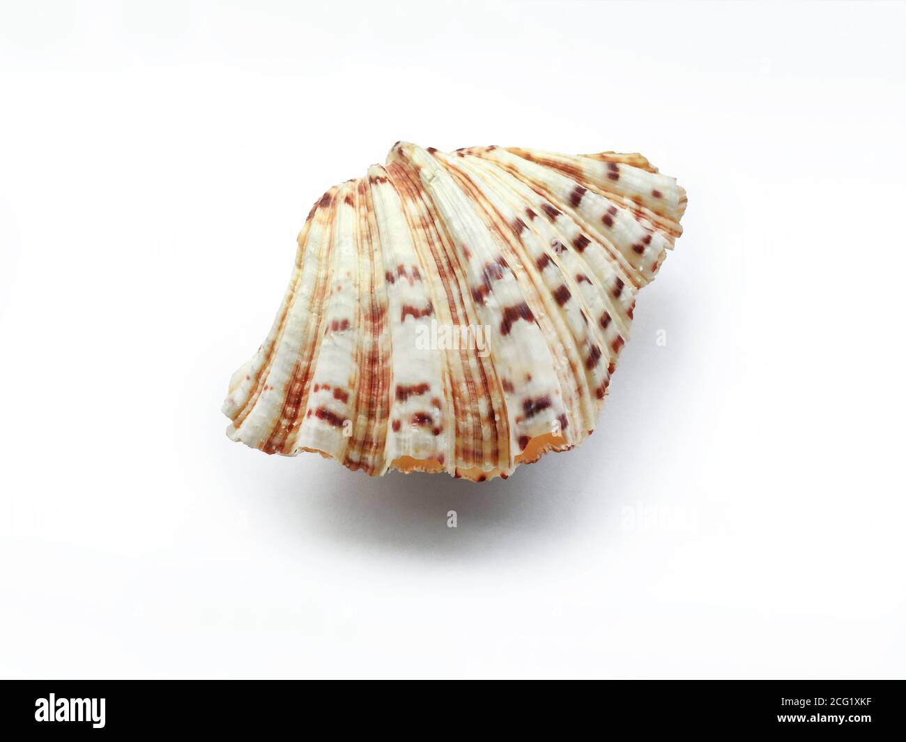 Sea shell isolated on white background Stock Photo - Alamy