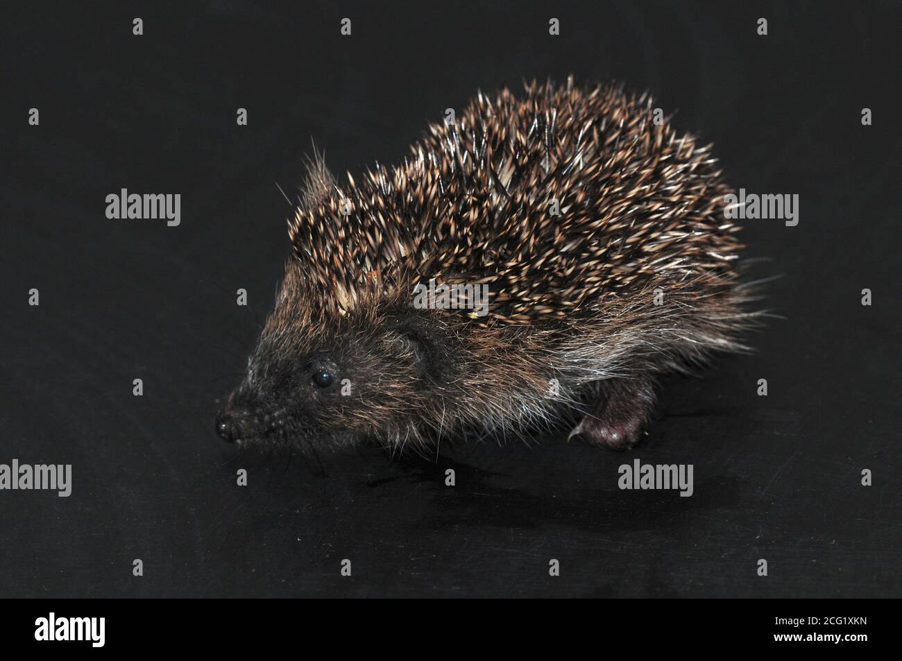 Hoglet High Resolution Stock Photography and Images - Alamy