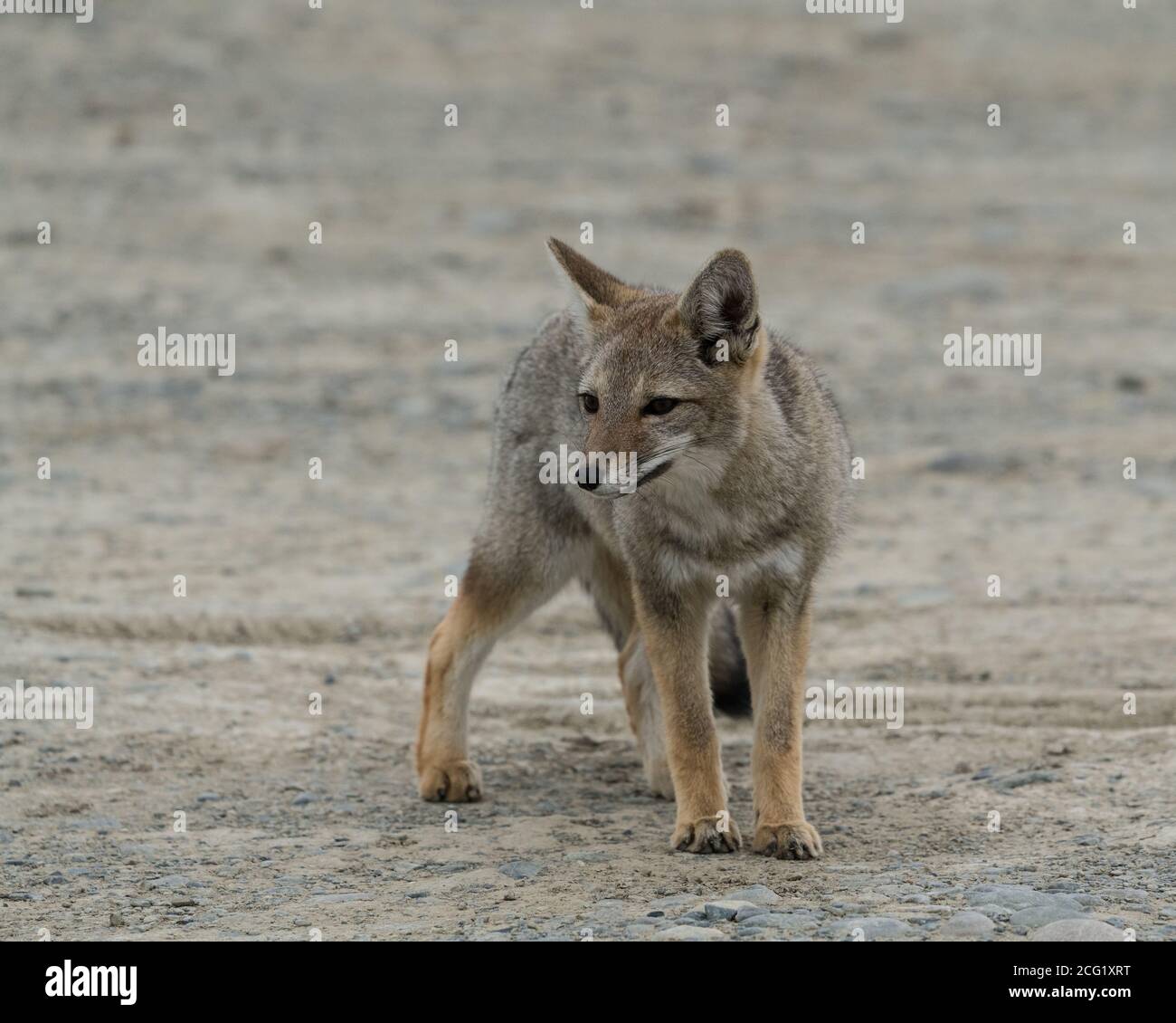 The South American Gray Fox, Lycalopex griseus, is also known as the ...
