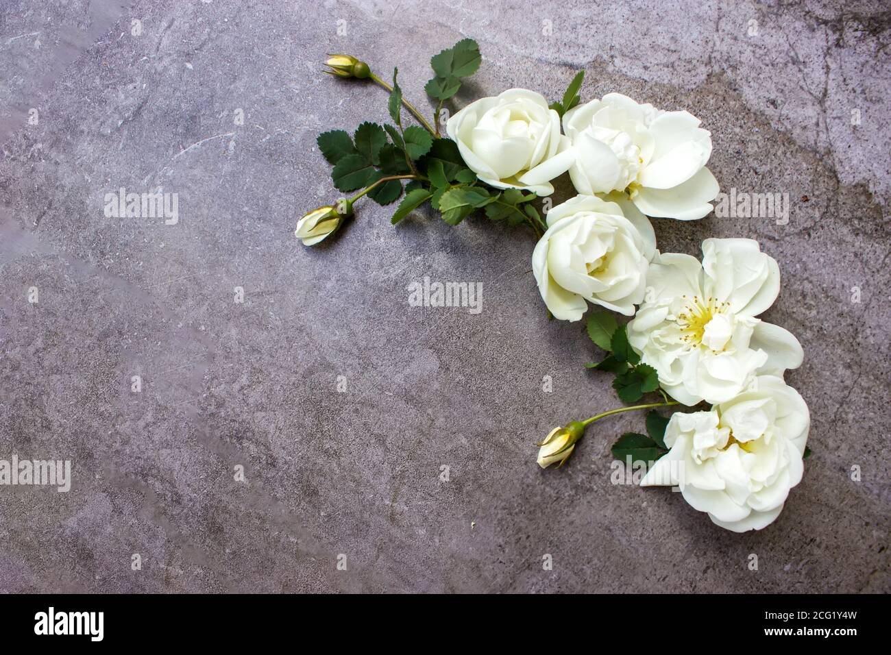 Floral header hi-res stock photography and images - Alamy