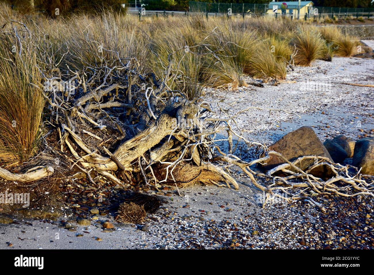 Drift wood beach hi-res stock photography and images - Alamy