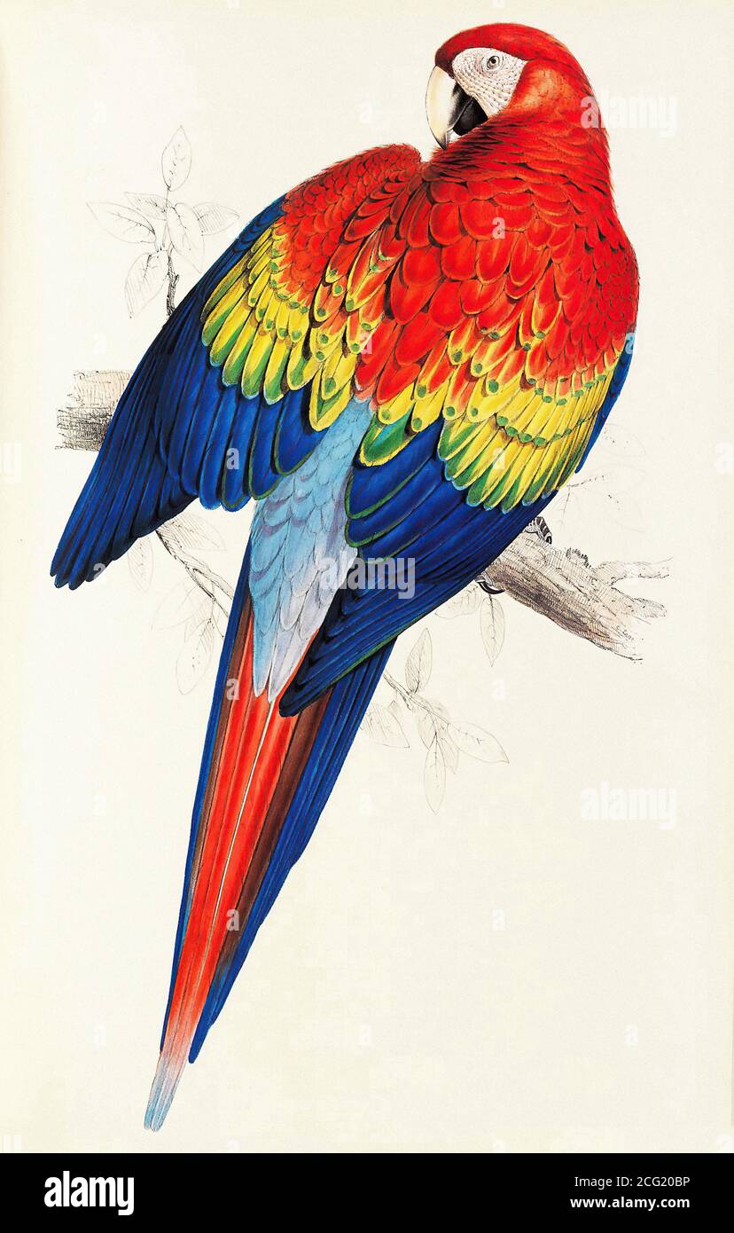 Lear Edward - Red and Yellow Macaw - British School - 19th Century ...