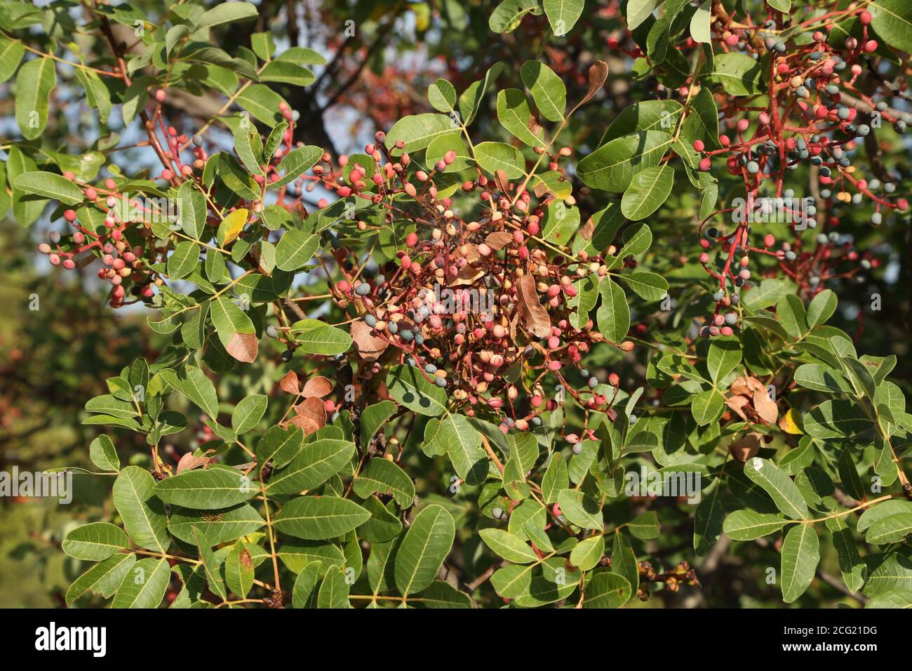 Wild red berries hang on bush branches Stock Photo - Alamy