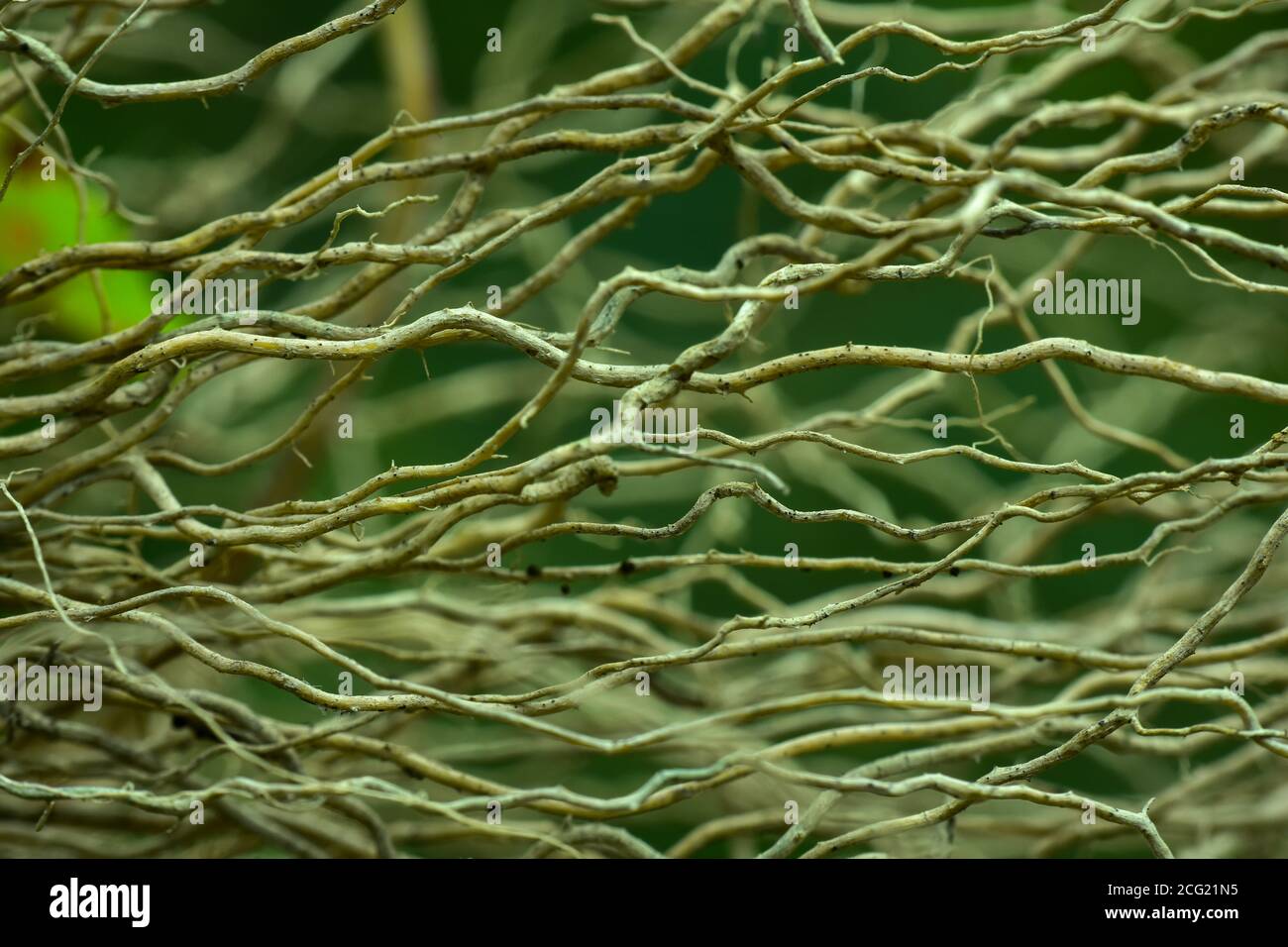 Abstract wood root background, soft focus, sunny day, fresh spring ...