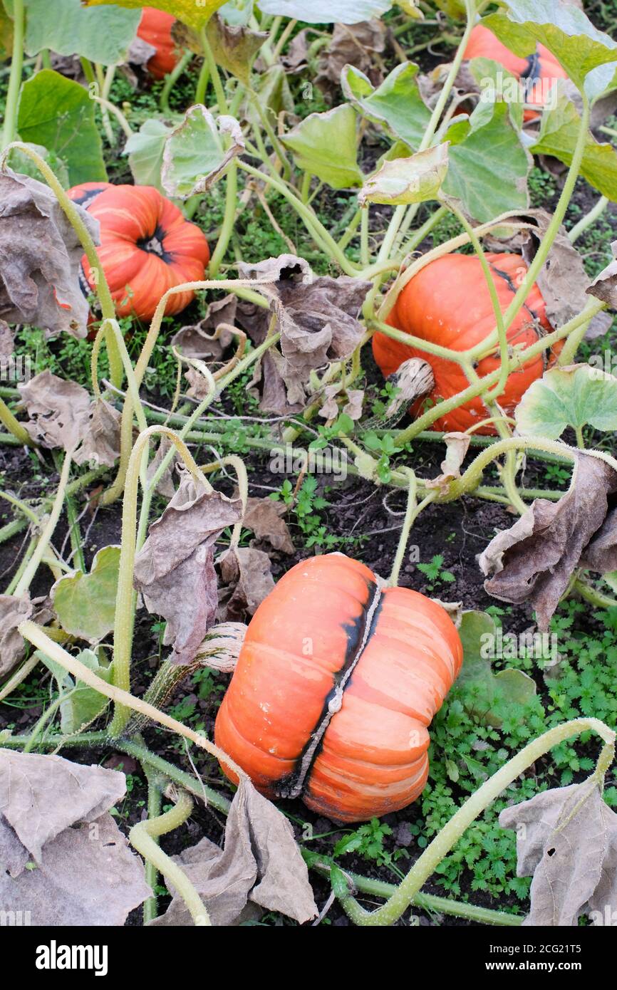 Turban-shaped Winter Squash 'Fungo'. Cucurbita maxima 'Fungo'. Squash ...