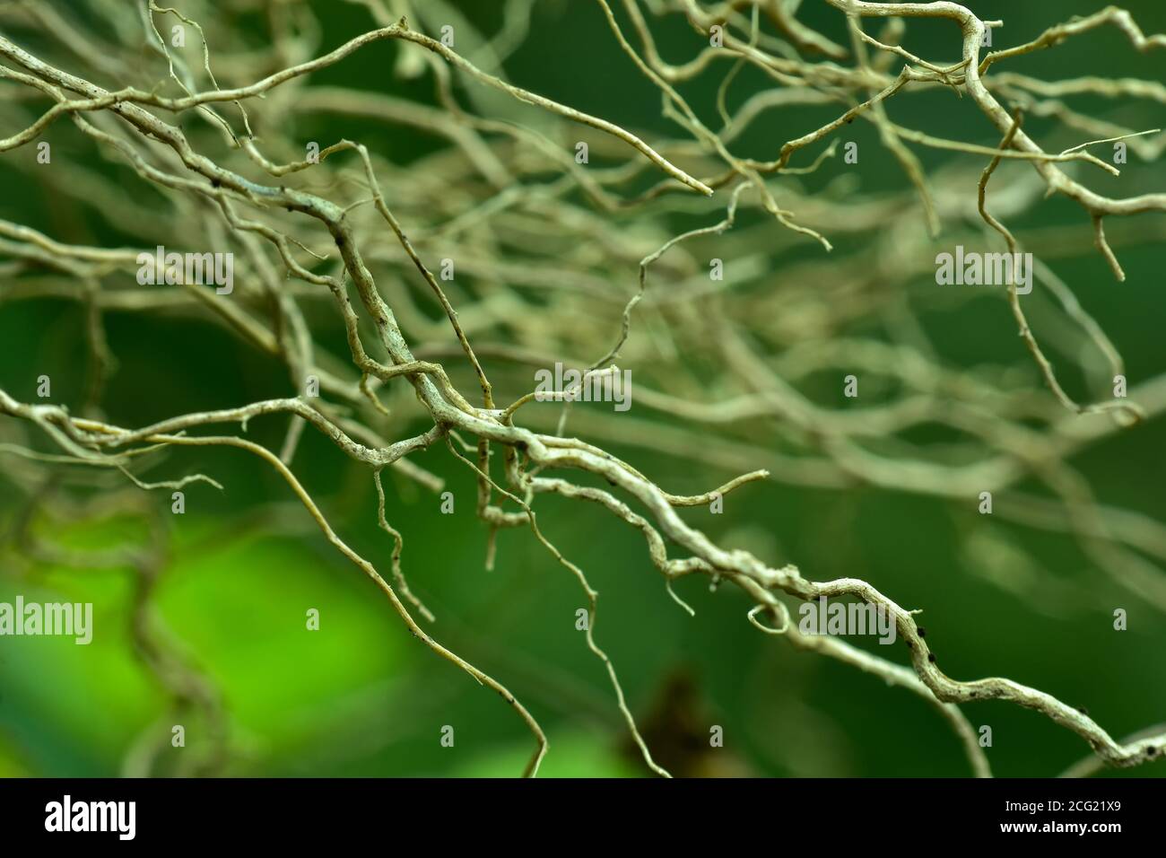 Abstract wood root background, soft focus, sunny day, fresh spring ...