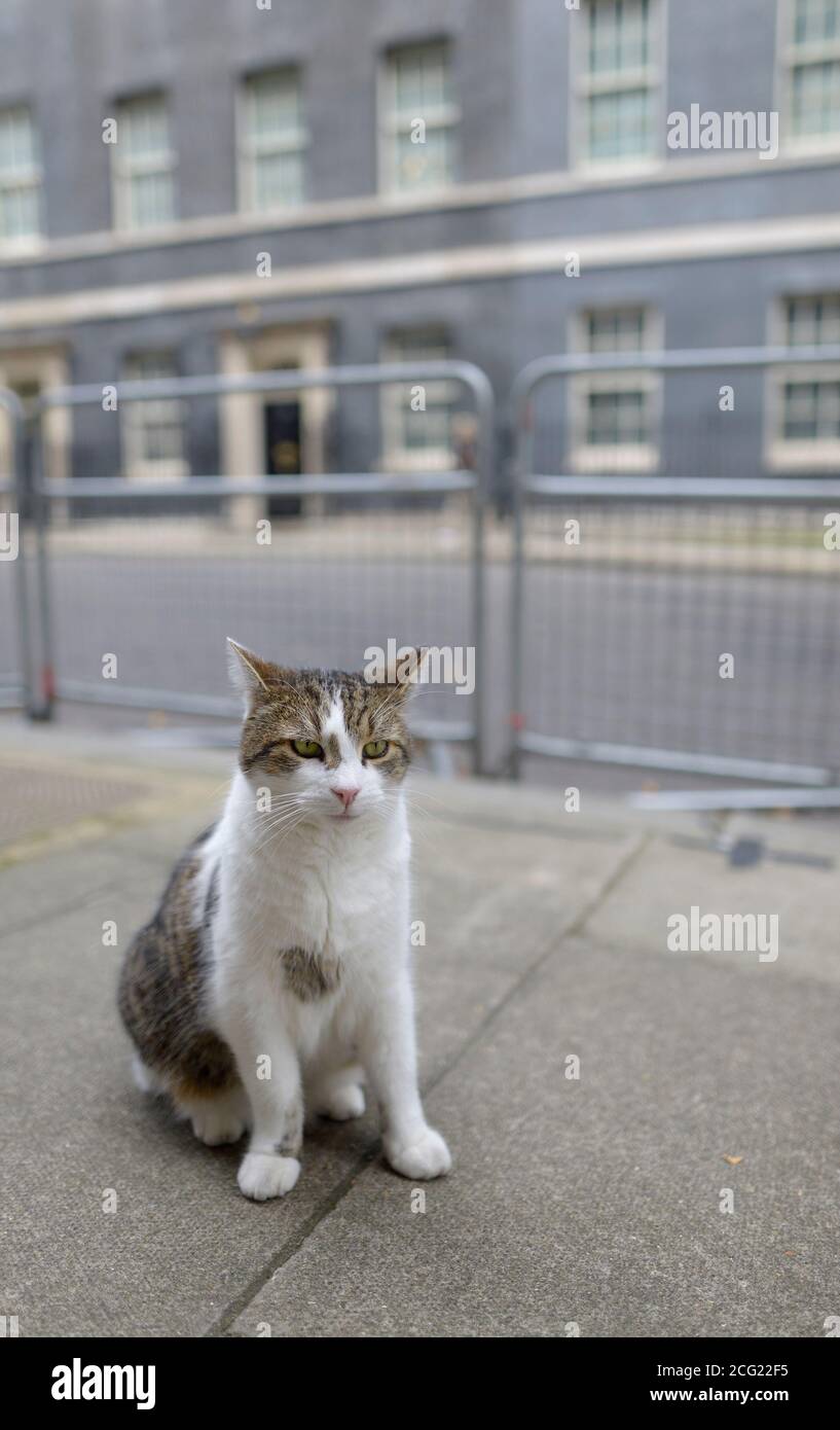 Larry the Cat, official Chief Mouser to the Cabinet Office, in Downing ...