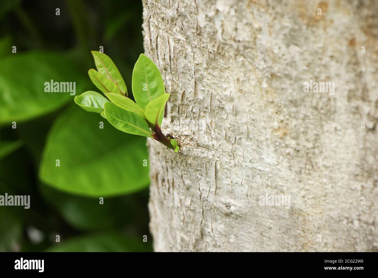 Jambolan plum tree hi-res stock photography and images - Alamy