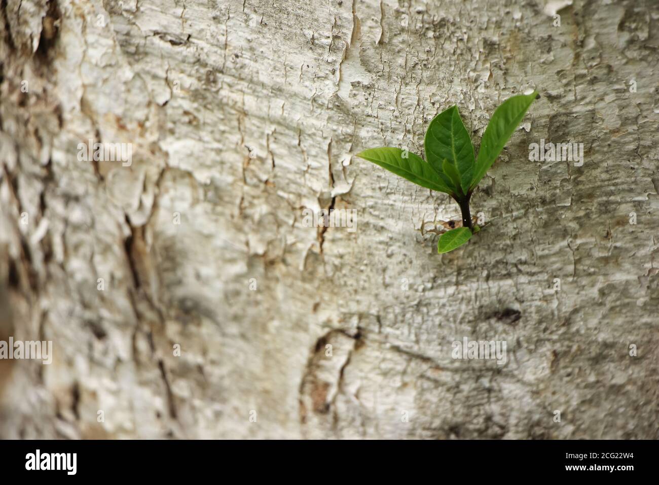 Jambolan plum tree hi-res stock photography and images - Alamy
