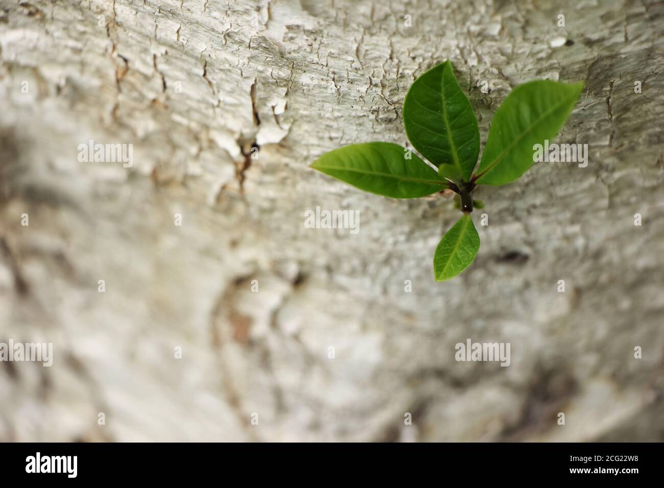 Jambolan plum tree hi-res stock photography and images - Alamy