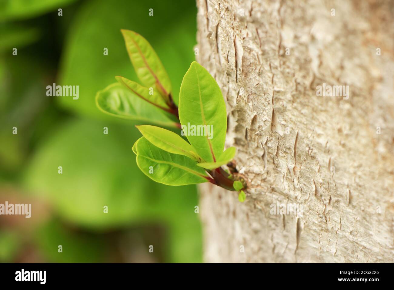 Jambolan plum tree hi-res stock photography and images - Alamy