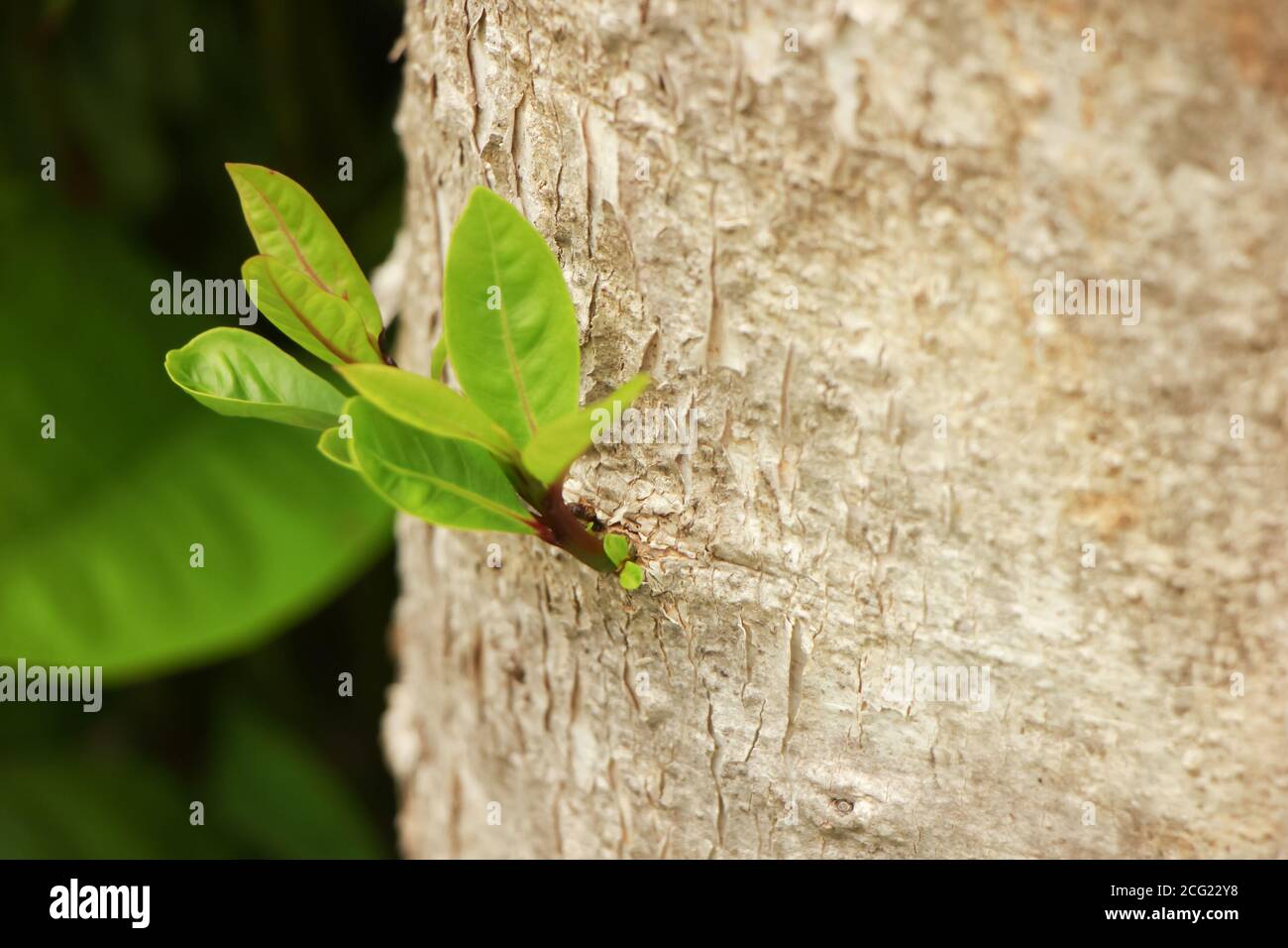 Jambolan plum tree hi-res stock photography and images - Alamy