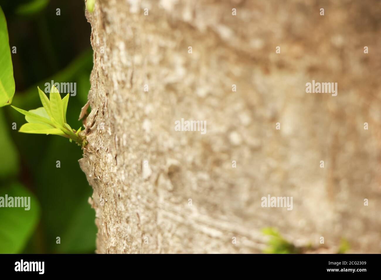 Jambolan plum tree hi-res stock photography and images - Alamy