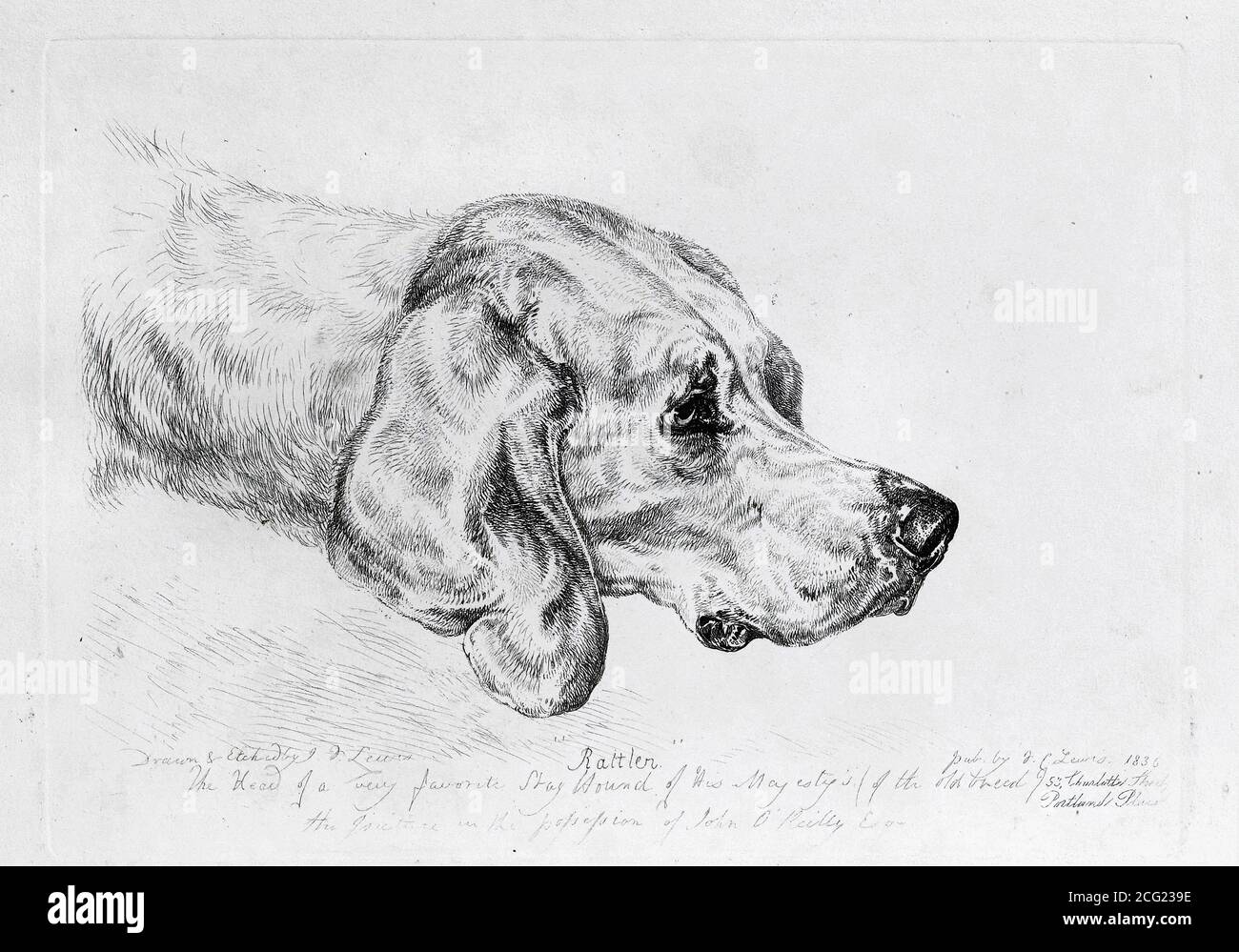 Lewis John Frederick - Rattler One of His Majesty's Staghounds 1 ...