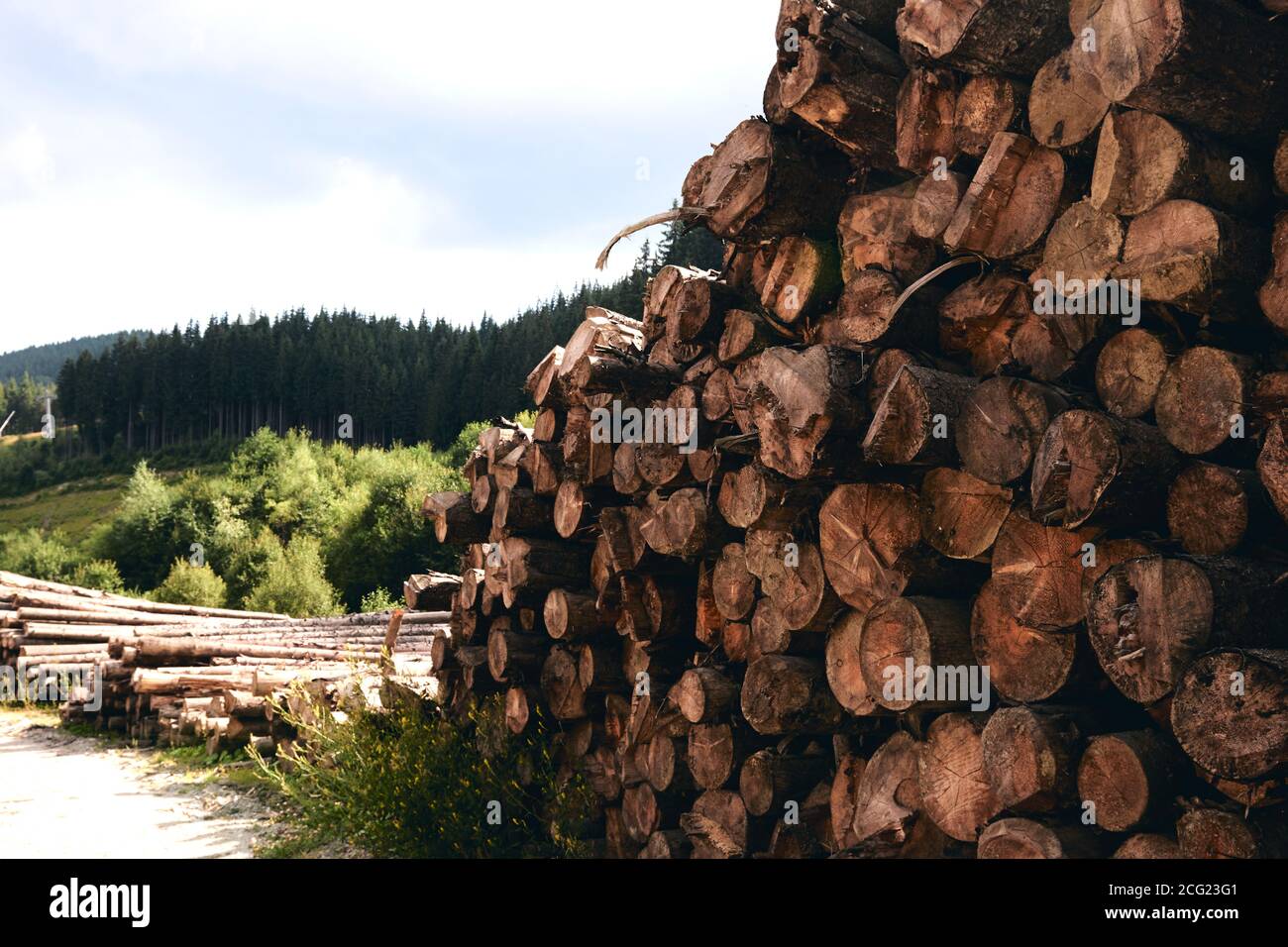 Logs in a sawmill yard. Stacks of woodpile firewood texture background ...