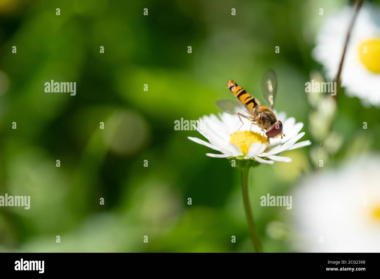 Insect collecting pollen from white daisy flower with sunset light ...